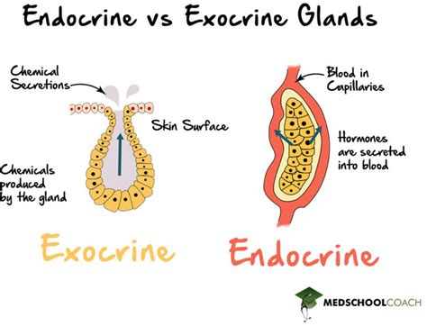 Endocrine Vs Exocrine Glands Mcat Biology Medschoolcoach