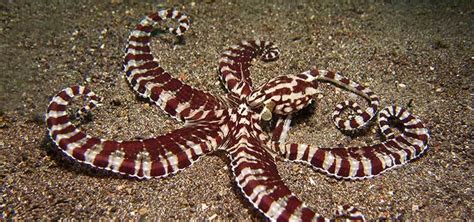 Stevensteven Mimic Octopus Lyrics Genius Lyrics