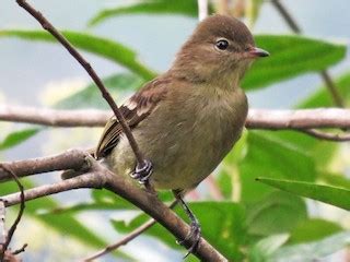 Highland Elaenia Ebird