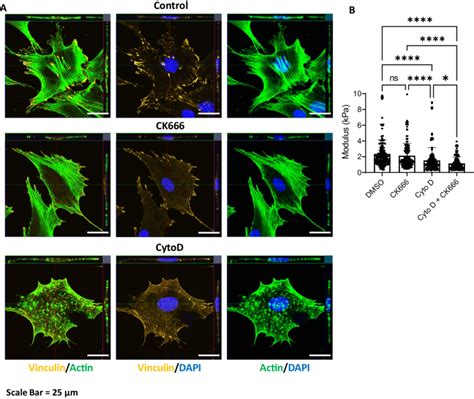 Nuclear Actin Structure Regulates Chromatin Accessibility Nature Communications Platohealth
