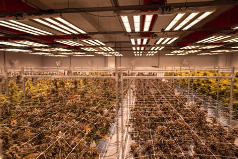 Behind The Scenes Of Elevated Roots And Nostalgia