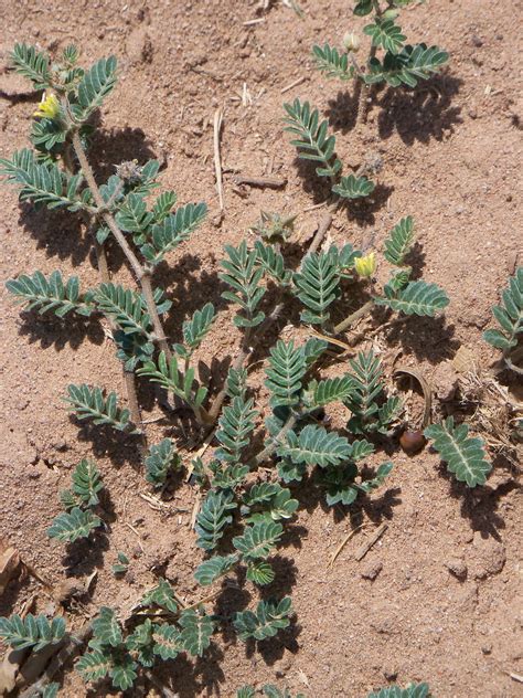 Tumbleweed Crossing Goathead Weed