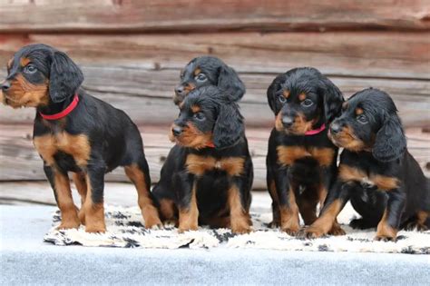 15 Photos Of Gordon Setter Puppies That Make Everyones Heart Melt