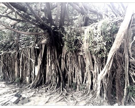 Anping Tree House All You Need To Know Before You Go