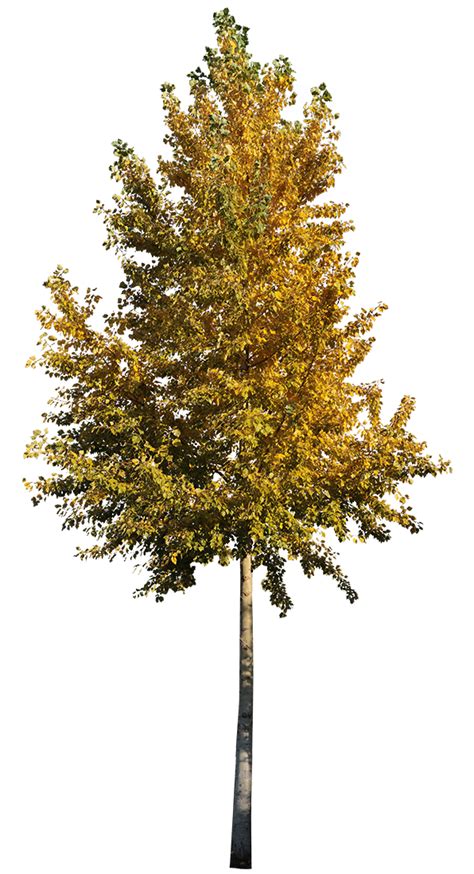 Populus Tremuloides M03 Cutouttrees