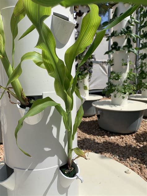 Tower Garden Corn Hydroponic Corn Aeroponic Corn