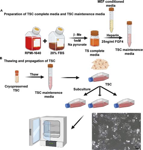 Trophoblast Stem Cell Tsc Culture A Preparation Of Tsc Complete
