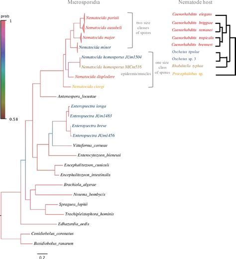 Bayesian Inference Phylogeny Of Concatenated Ssu Rdna And β Tubulin
