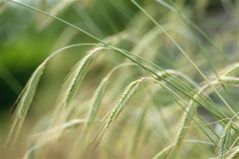 How To Grow And Care For Winter Rye Grass