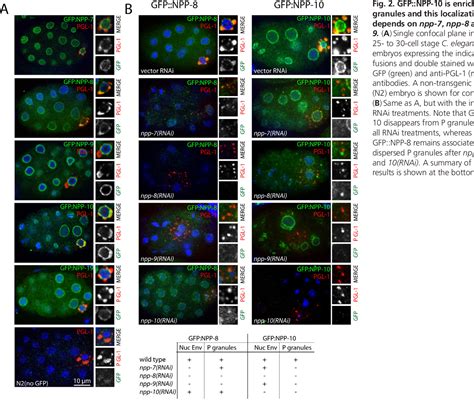 Figure 2 From The C Elegans Homolog Of Nucleoporin Nup98 Is Required