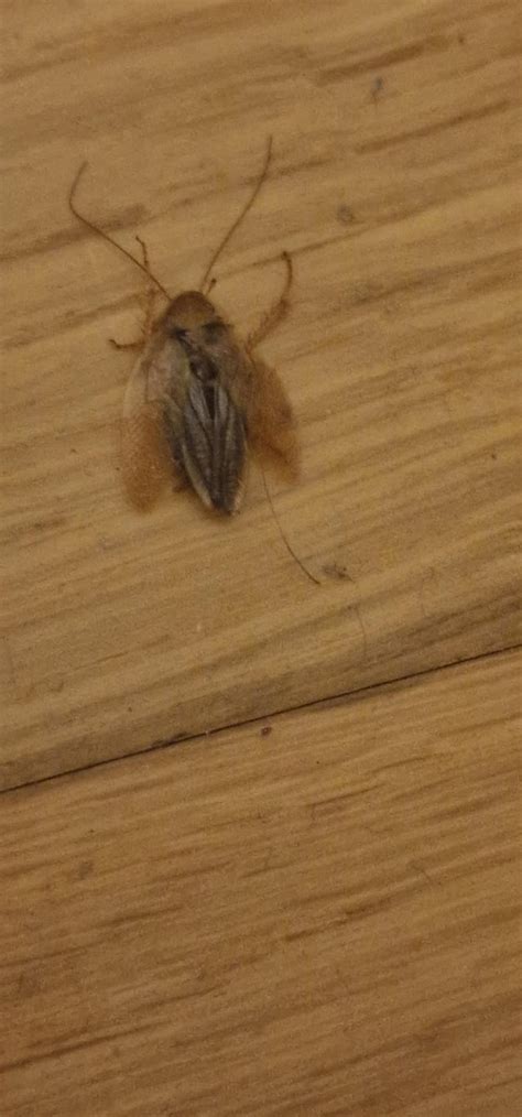 Is It A Cockroach A Forest Or Bad Evil House Cockroach Rwhatisthisbug