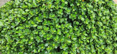 Circular Ficus Has Dark Green Round Leaves With Rounded Tips And Dew