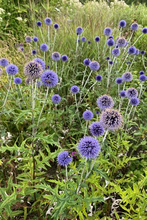 45 Plants To Propagate From Root Cuttings In Winter Super Easy Method