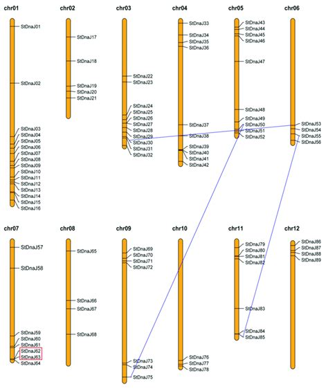 Chromosomal Locations And Gene Duplication Events Of The 89 Stdnaj