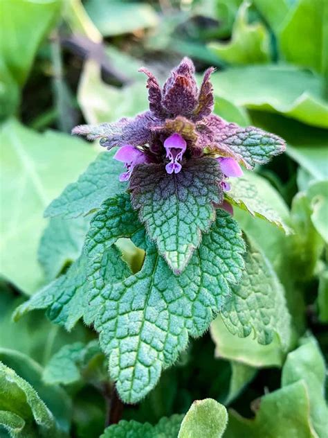 Foraging For Purple Dead Nettle Grow Forage Cook Ferment
