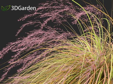 Anemanthele Lessoniana New Zealand Wind Grass 02 Windy 3d Model