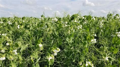 Plant Protein Processing Gets Financial Boost Farmnewsnow