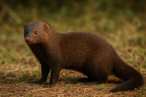 Exploring The Indian Brown Mongoose