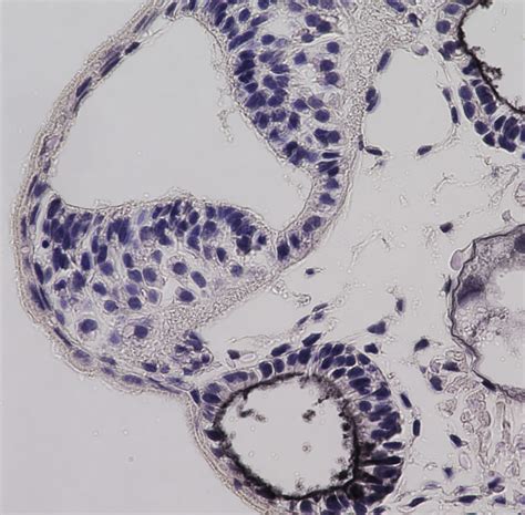 Riken Ims Center For Integrative Medical Sciences