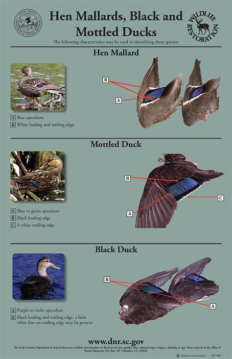 Hen Black Duck