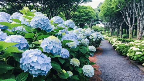 Vivid Hues Of Blue Purple And Pink Adorn The Bigleaf Hydrangea Stock