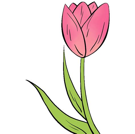 How To Draw A Tulip Flower Drawing Tutorials Easy Flower Drawings