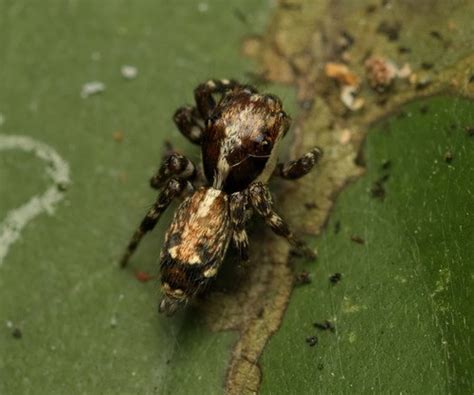 Thyene Orientalis Thyene Orientalis Picture Insect