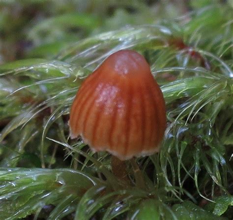 Brown Coloured Fungi Tasfungi