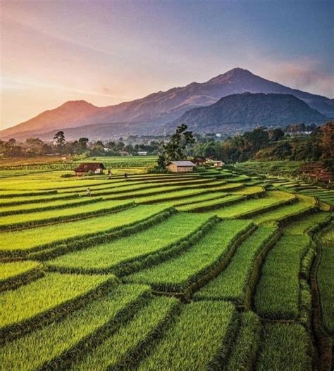 Gambar Pemandangan Gunung Dan Sawah