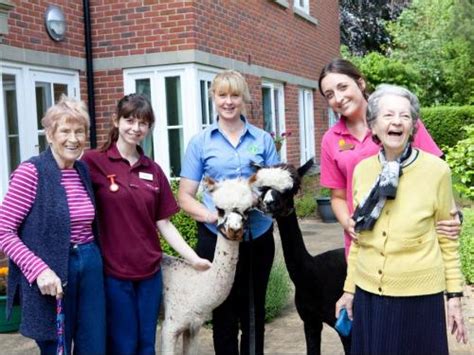 Alpacas Visit Stretton Hall Nursing Home Morris Care