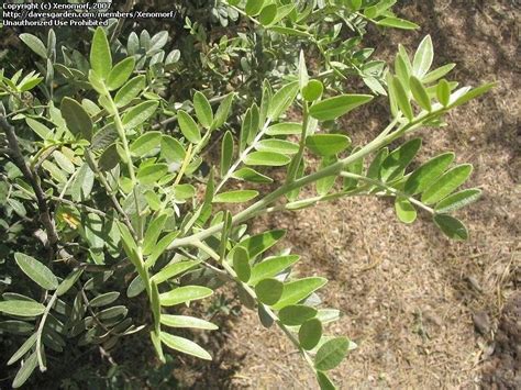 Plantfiles Pictures Sophora Species Arizona Necklacepod Gila Sophora