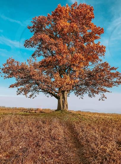 Oak Trees In Autumn