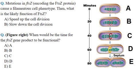 Solved Q Mutations In Ftsz Encoding The Ftsz Protein