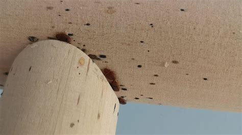 How To Spot Bed Bugs ‘disgusting Truth Behind ‘black Marks On Aussie