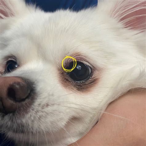 강아지 다래끼 지식in