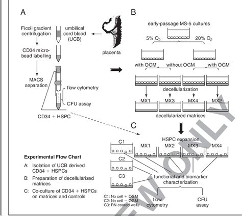 C151 Experimental Flow Chart For Ex Vivo Hspc Expansion On Acellular