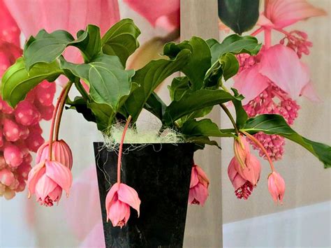 Medinilla Magnifica Plant A Stunning Tropical Houseplant