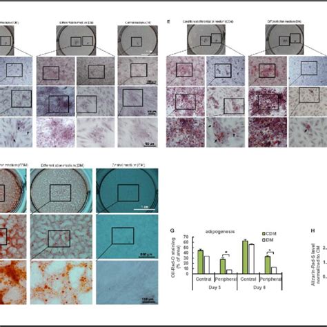 Perfusion Decellularization And Flap Matrix Angiography A A Porcine