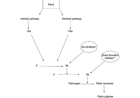 Simplified Coagulation Cascade Apixaban Rivaroxaban Edoxaban Download Scientific Diagram