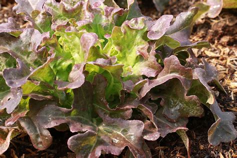 Oak Leaf Lettuce