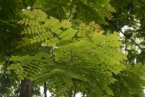 Red Cedar Acrocarpus Fraxinifolius Flower Leaf Care Uses Picturethis