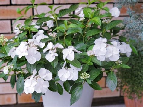 【紫陽花の種類一覧】よく見る品種や希少品種の名前と画像をご紹介