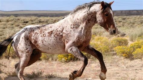 Horses With Unique And Beautiful Coats Horses Wild Horses Running