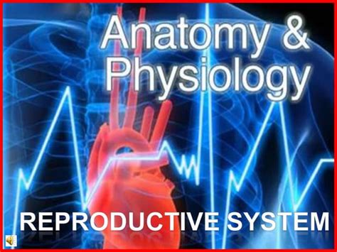 Anatomy Reproductive System For Grade 10 Ppt