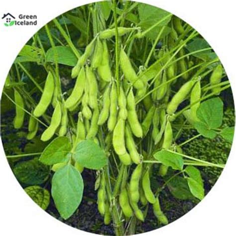 All Season Soybean Tree Seeds 30 Pcs Seeds Bd