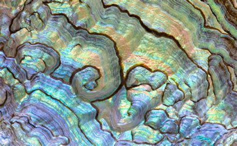 Green Abalone Mother Of Pearl Iridescent Shell