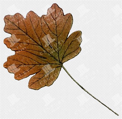 Lobed Autumn Leaf With Five Rounded Lobes And Crisp Dark Veining Warm
