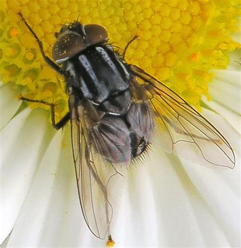 Graphomya Bugguide Net