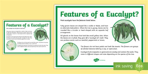 Features Of A Eucalypt Tree Display Poster Teacher Made