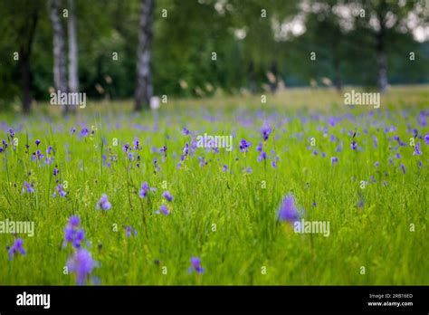 Siberian Iris Meadow Iris Iris Sibirica Nature Reserve Riedholz And Grettstädter Wiesen Near